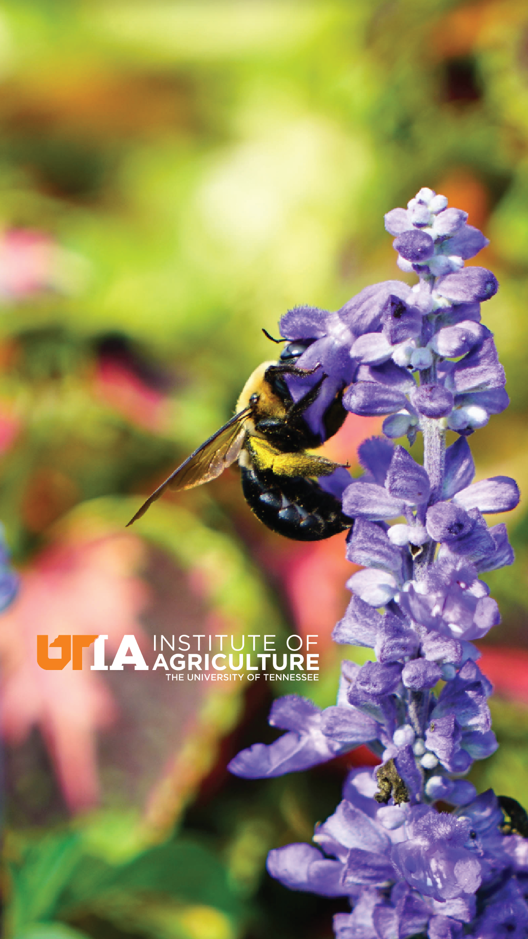 UTIA Backgrounds | UTIA Brand Standards